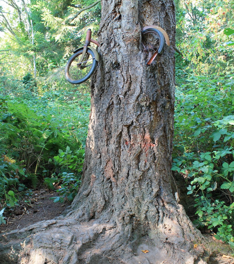 Another bicycle-lodged-in tree discovered – Biking Bis